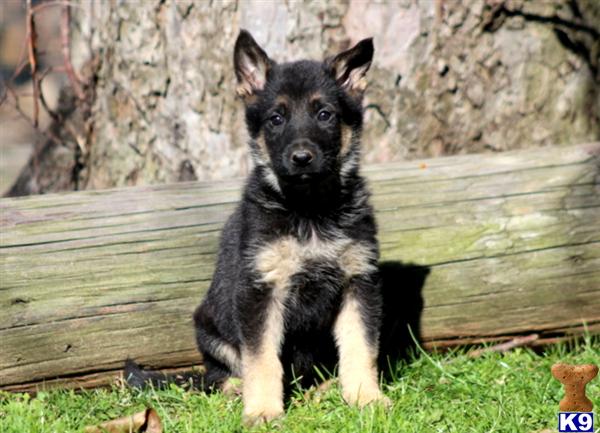 Alex - German Shepherd Male