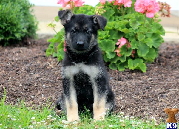 Daisy - German Shepherd Female