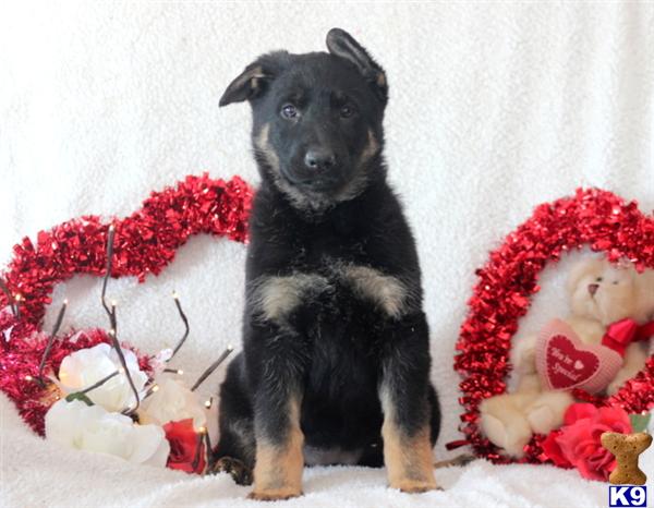 Rose - German Shepherd Female