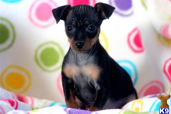 Maggie - Miniature Pinscher Female