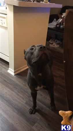 American Pit Bull Stud Dog: King 7 Years old