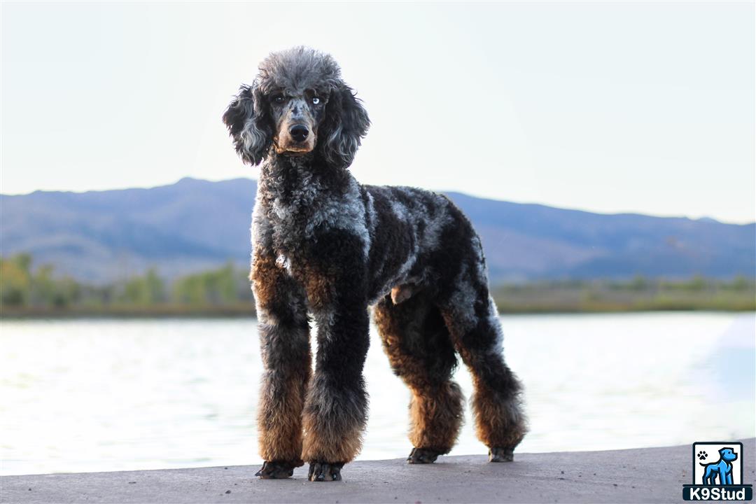 Poodle Stud Services - Toy, Standard & Miniature Poodle Studs