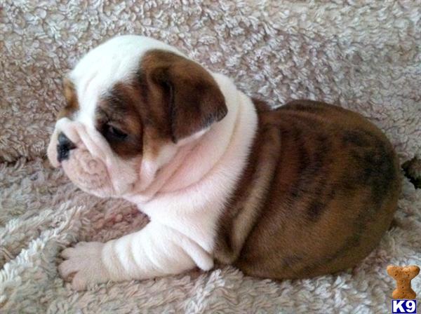 Dozer - Male English Bulldog