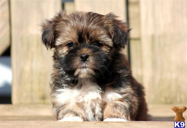 Mia - Shorkie Female