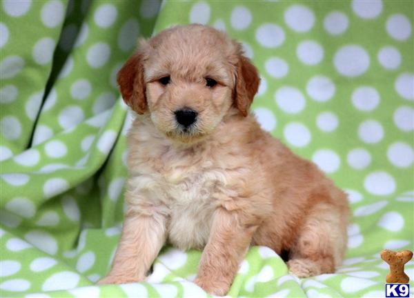 Cooper - F1b Mini Goldendoodle Male