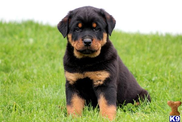 Thunder - Rottweiler Male
