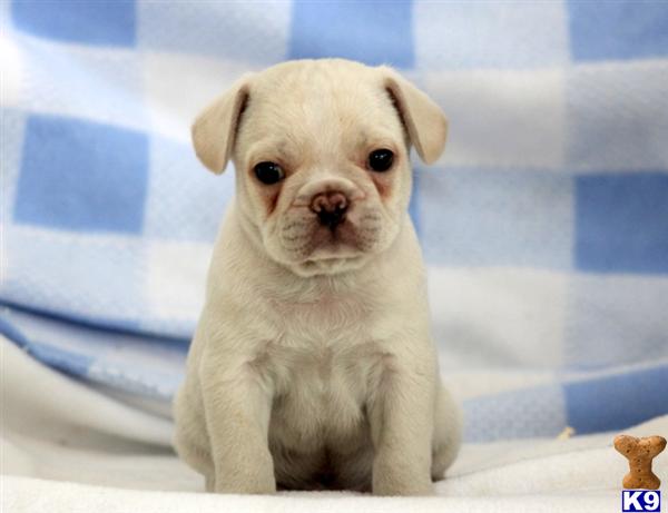 Dozer - French Bulldog Male