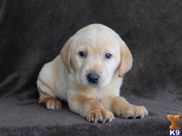 Mellow and sweet AKC yellow male lab puppy