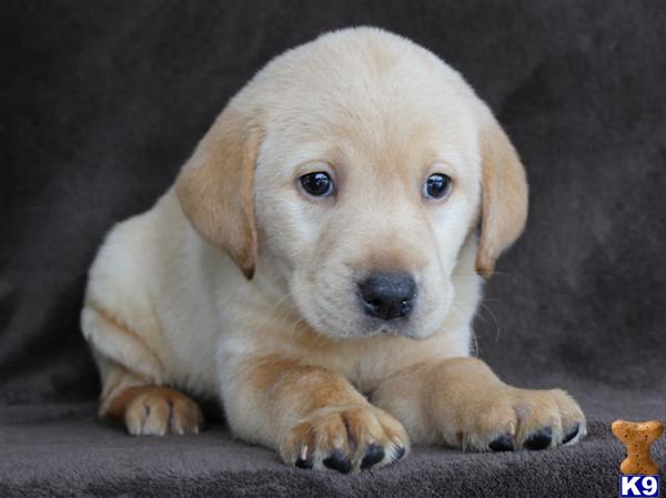 Mellow and sweet AKC yellow male lab puppy