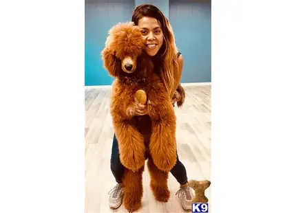 Poodle Stud Dogs - K9Stud