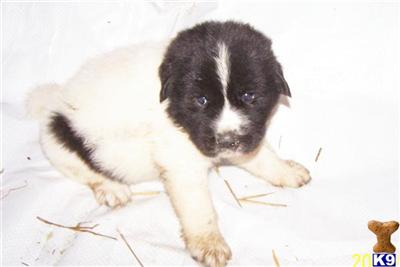 Mixed Breed Puppy for Sale: newfoundland and great pyrenees cross 14 ...