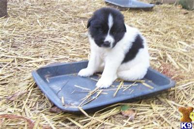 Mixed Breed Puppy for Sale: newfoundland and great pyrenees cross 14 ...