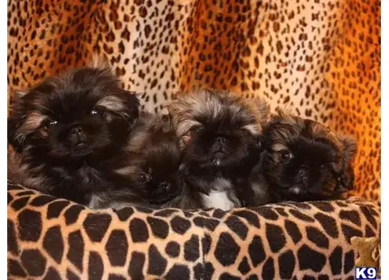 Pekingese Puppies for Sale by local breeders - K9Stud.com