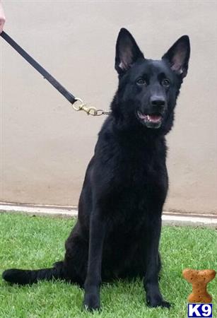 German Shepherd Dog for Sale: Sheba 13 Years old