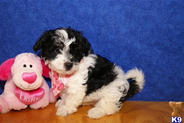 ADORABLE LITTLE FEMALE HAVANESE PUPPY