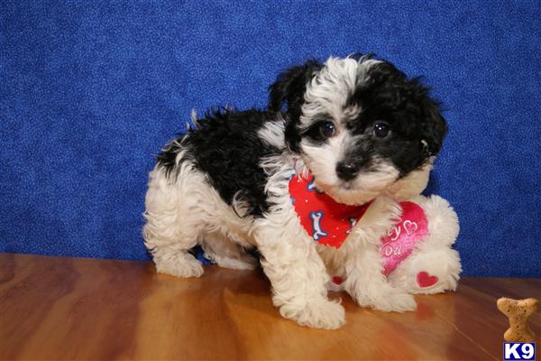 ADORABLE FEMALE HAVANESE PUPPY