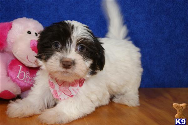 ADORABLE MALE/FEMALE HAVANESE PUPPY