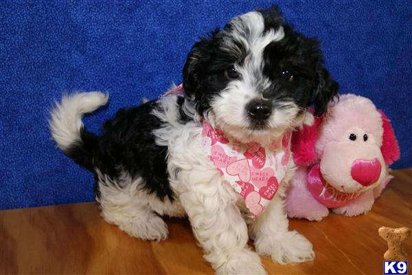 ADORABLE LITTLE FEMALE HAVANESE PUPPY