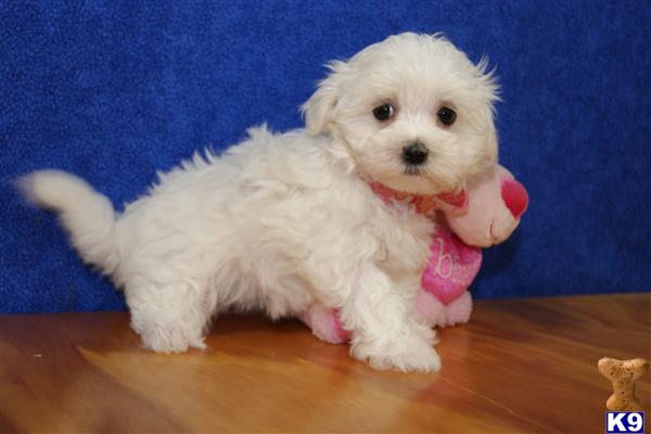 ADORABLE MALE/FEMALE MALTESE PUPPY