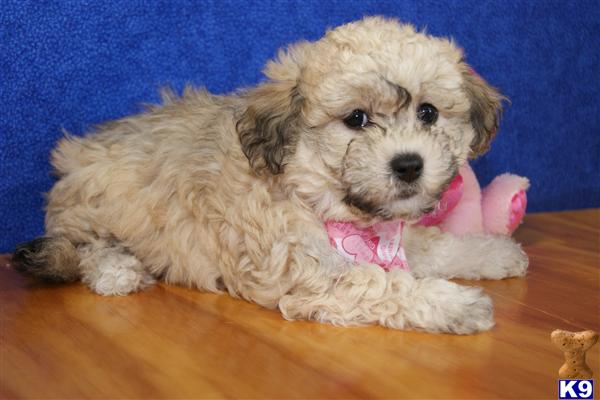 ADORABLE FEMALE BICHON POO PUPPY
