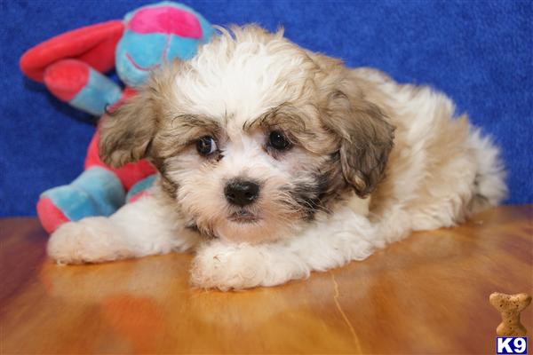 ADORABLE SHIH CHON SHIH TZU/BICHON FRISE PUPPY