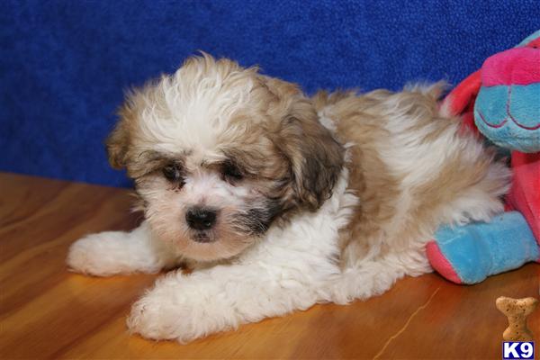 ADORABLE SHIH CHON SHIH TZU/BICHON FRISE PUPPY