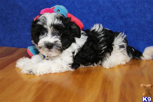 Havanese Puppy for Sale: ADORABLE LITTLE MALE HAVANESE PUPPY