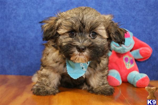 ADORABLE MALE HAVANESE PUPPY