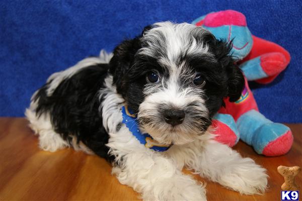 Havanese Puppy for Sale: ADORABLE LITTLE MALE HAVANESE PUPPY