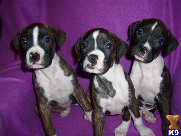 AKC Brindle Boxer pups for sale
