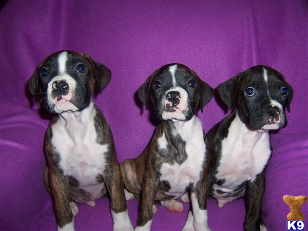 AKC Brindle Boxer pups for sale