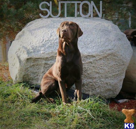 Labrador Retriever Stud Dog: Sutton Silver Bullet 10 Years old