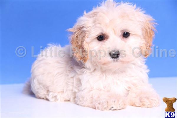 Roxy - Female Maltipoo