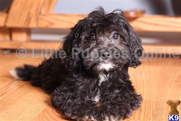 Mia- Female Cockapoo