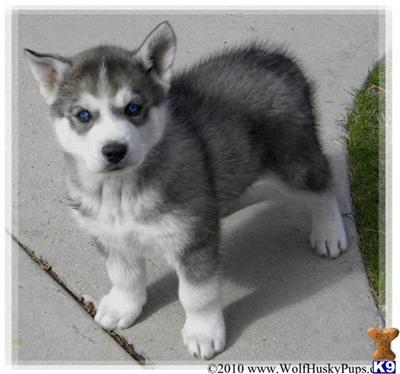 RARE EXOTIC LOOKING HYBRID PUPPIES