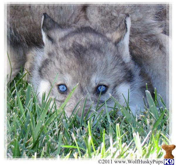 GORGEOUS BLUE EYED WOLFDOG FEMALE