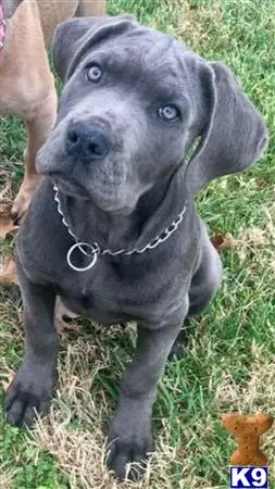 Cane Corso Stud Dog: Corinthian’s Deuce Frazier Joe Vegas 7 Years old