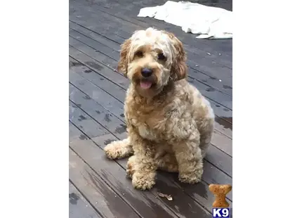 Cockapoos Stud Dogs - K9Stud