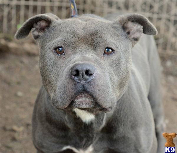 American Pit Bull Dog for Sale: SOLID BLUE BOY...BROAD HEAD, BRICK BODY ...