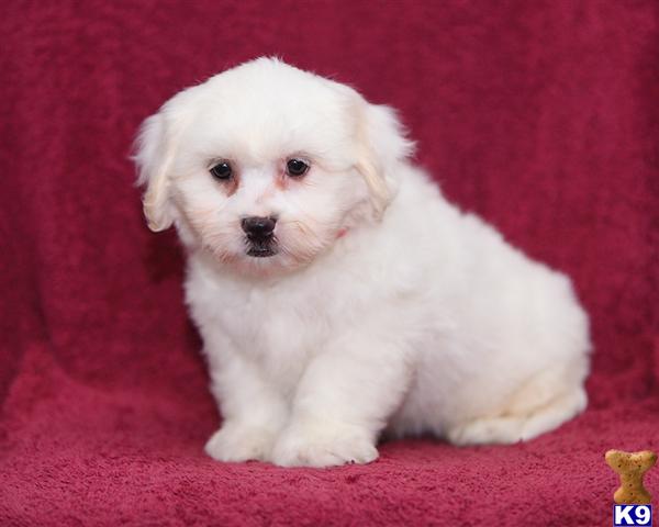 Toby, Male $500 Shipping Available