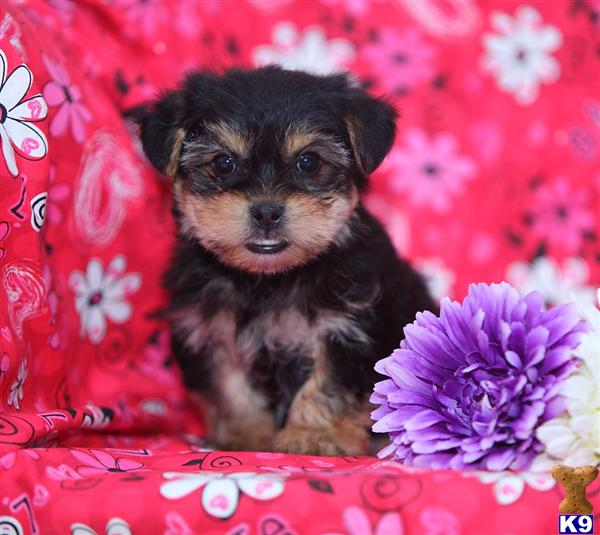 Mocha, Male $450 Shipping Available