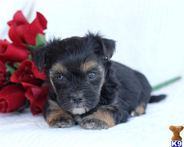 Happy, Male $500 Shipping Available