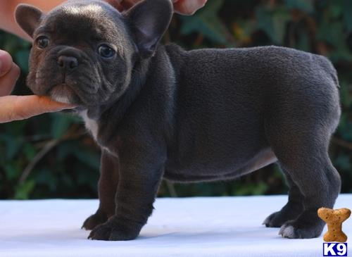 Pure Breed Frenchie Puppies for sale
