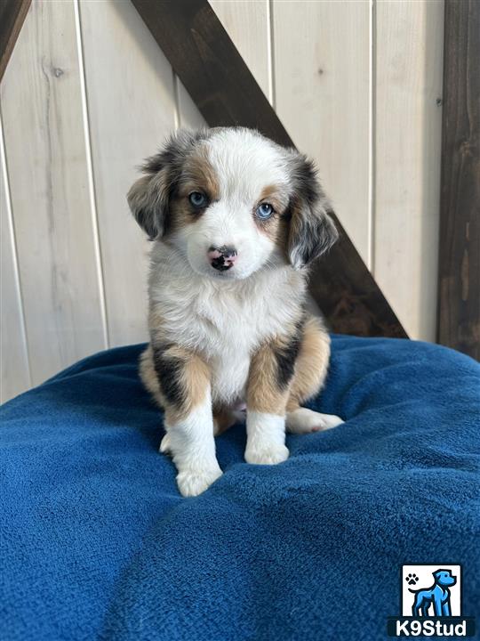 Miniature Australian Shepherd Puppies for Sale - Your Perfect Family ...