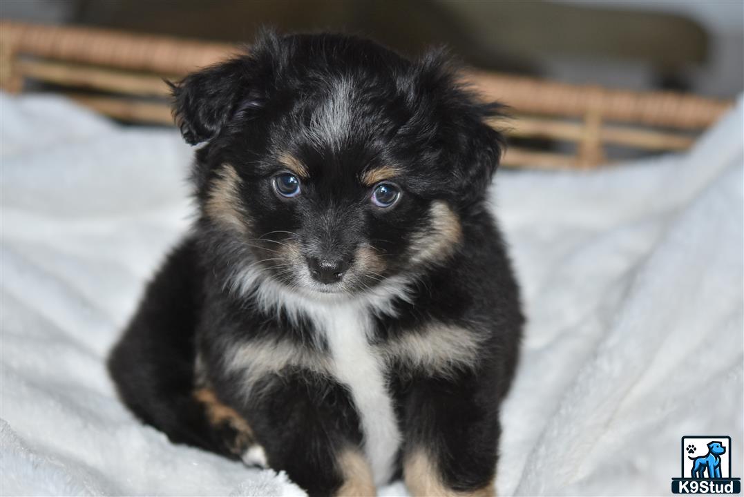 Miniature Australian Shepherd Puppies for Sale - Your Perfect Family ...