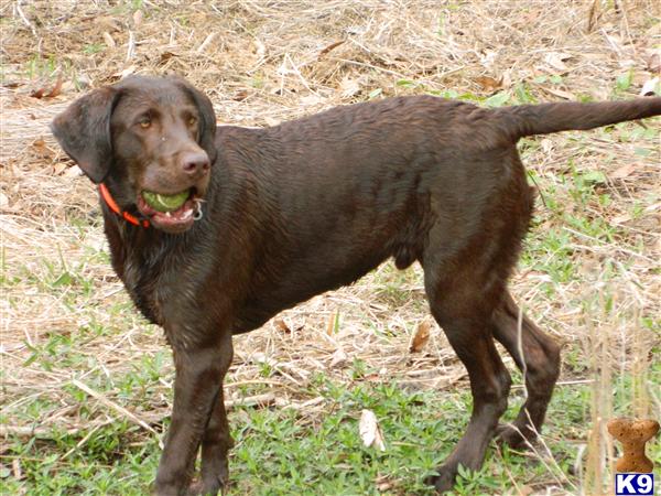 Labrador Retriever Dog for Sale: Bear 14 Years old