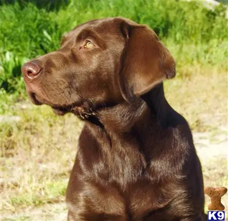 Labrador Retriever Stud Dog: Murphyz Justin Tyme 8 Years old