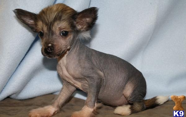 Chinese Crested-AKC