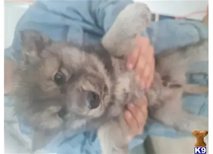 Wolf Dog (Calupoh) Breed Information - Traits, Care, and FAQs