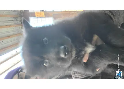 Wolf Dog (Calupoh) Breed Information - Traits, Care, and FAQs